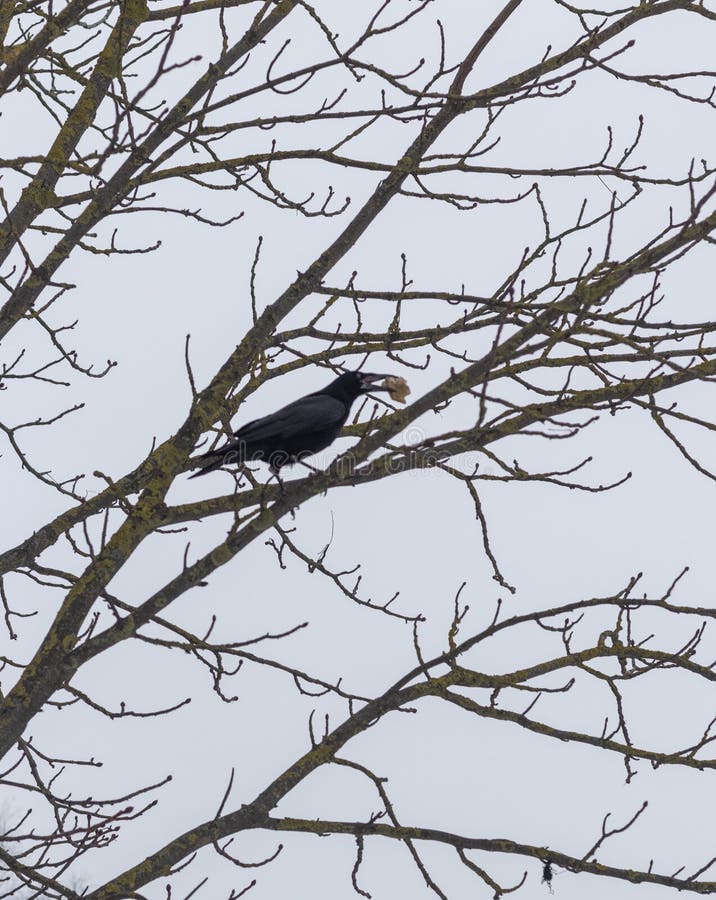 Close Up Shot of the Raven with Some Bone in Its Beak on the Winter Day ...