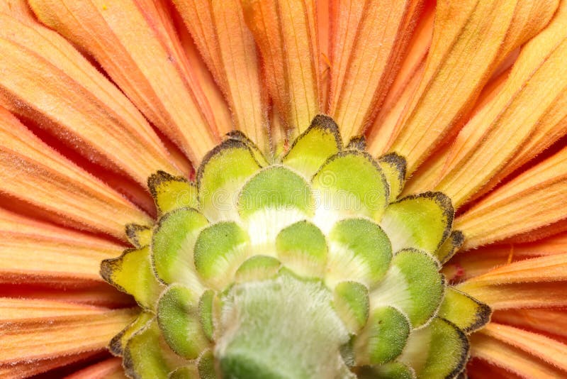 Close Up Shot of Rear View of Daisy Flower Stock Photo - Image of ...