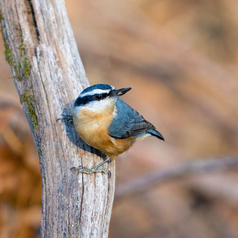 Close-up Shot of a Red-breasted Nuthatch on a Branch Stock Photo ...