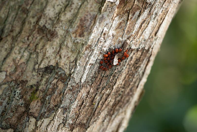 Close-up Shot of Red Bugs on a Tree Bark Stock Photo - Image of scenic ...