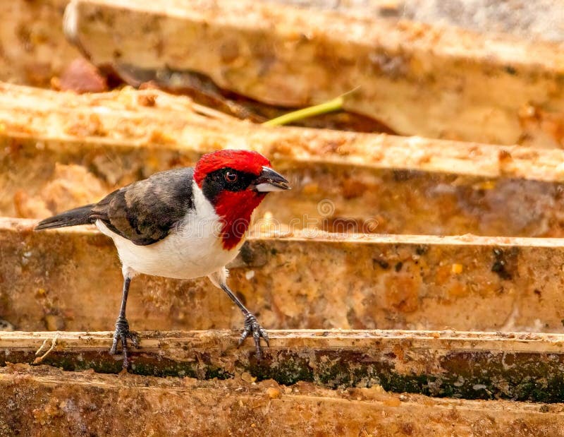 Close-up Shot of a Red-capped Cardinal Standing on Stairs in Sunlight ...
