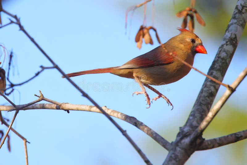 Close-up Shot of a Red Cardinal Sitting on a Branch Stock Image - Image ...