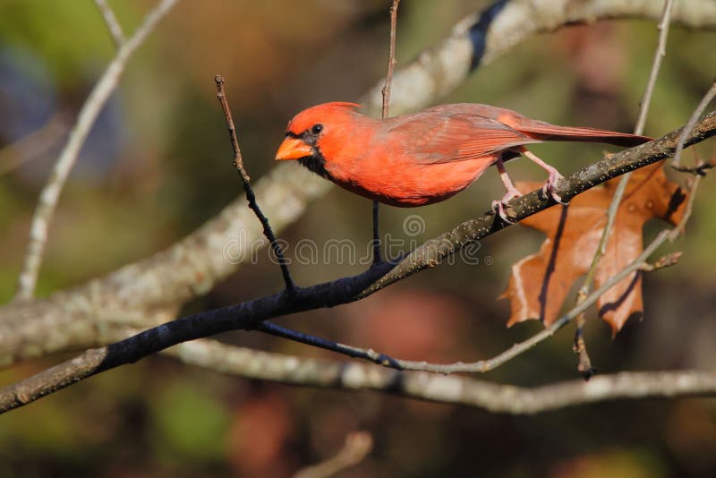 Close-up Shot of a Red Cardinal Sitting on a Branch Stock Image - Image ...