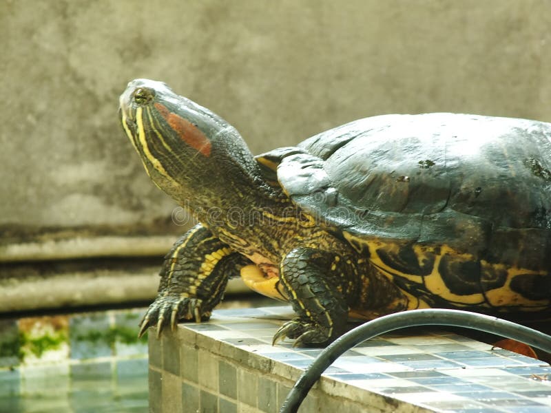 A Close Up Shot of a Red Eared Turtle, Trachemys Scripta Elegans Stock ...