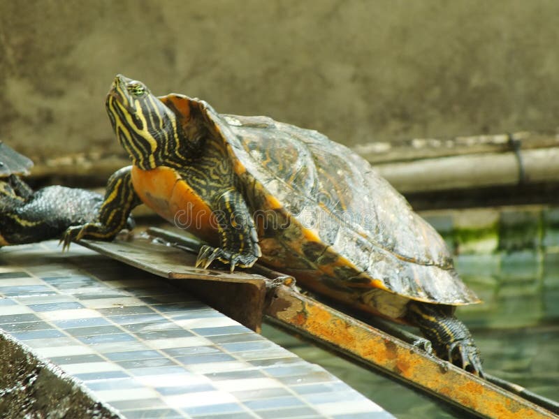 A Close Up Shot of a Red Eared Turtle, Trachemys Scripta Elegans Stock ...