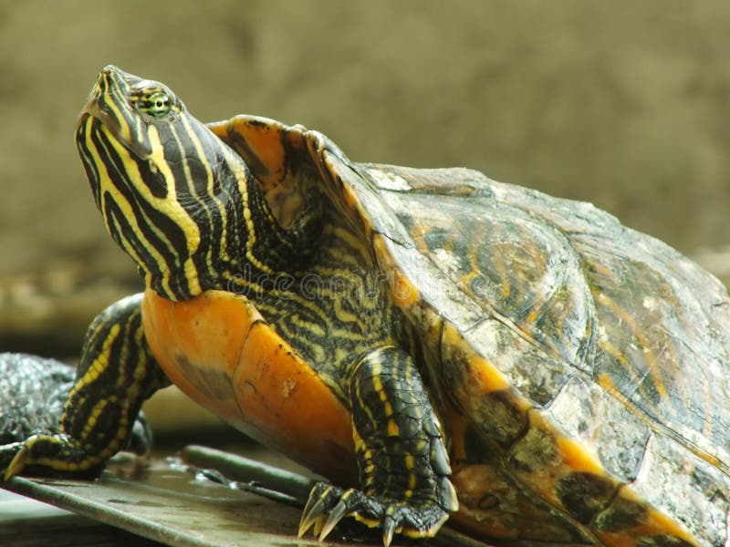A Close Up Shot of a Red Eared Turtle, Trachemys Scripta Elegans Stock ...