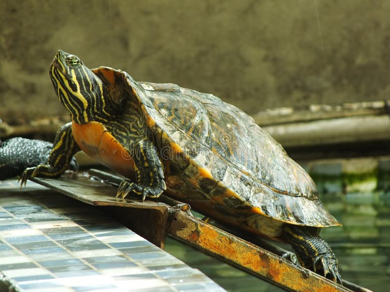A Close Up Shot of a Red Eared Turtle, Trachemys Scripta Elegans Stock ...