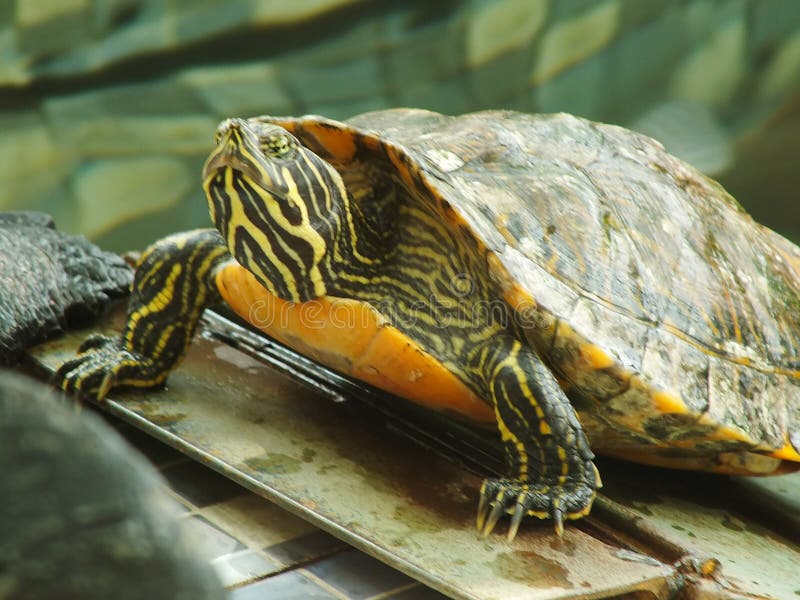 A Close Up Shot of a Red Eared Turtle, Trachemys Scripta Elegans Stock ...