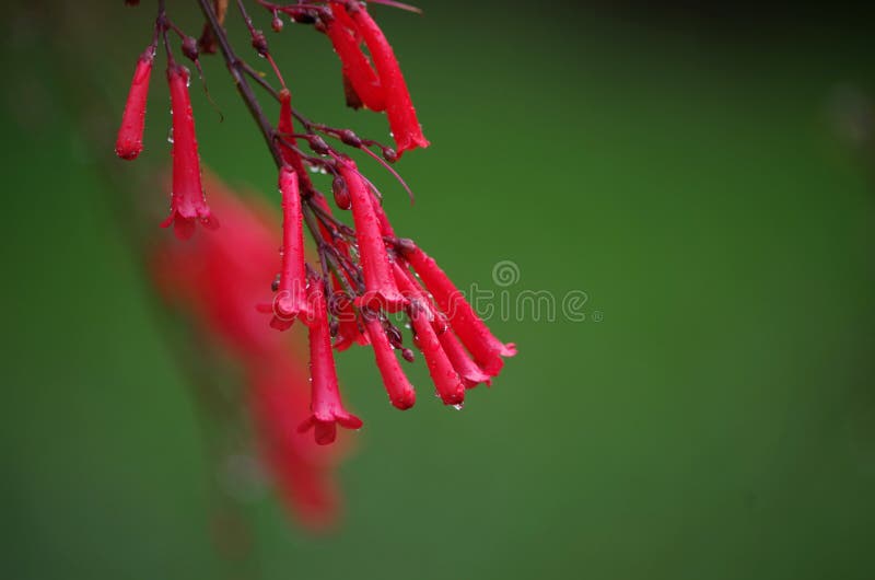 Raining on the Red stock image. Image of mirror, handmade - 125501859