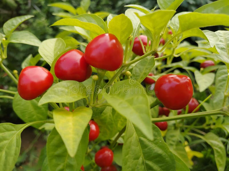 Close-up Shot of Red Hot Cherry Chilli Trinidad Stock Image - Image of ...