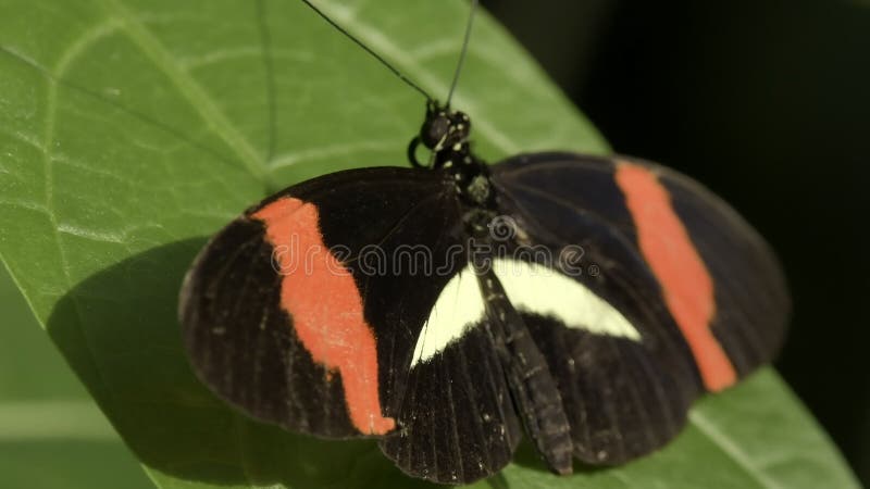 Close Up Shot of Red Postman with Wide Opened Wings. Stock Footage ...