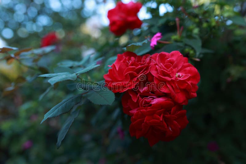 Close-up Shot of Red Roses Growing in a Garden Stock Image - Image of ...