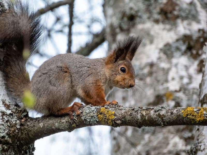 Red Squirrel (Sciurus Vulgaris) with Orange and Brown Fur Sitting on a ...