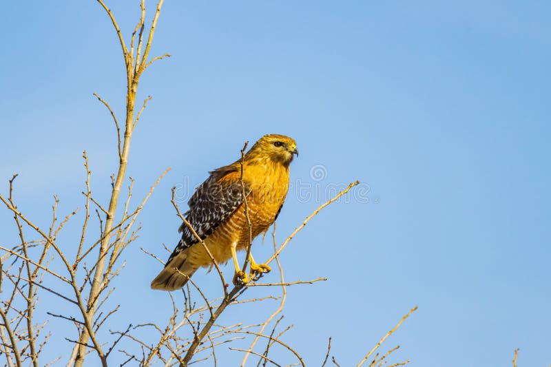 Close Up Shot of Red-tailed Hawk Stock Photo - Image of animal, sunny ...