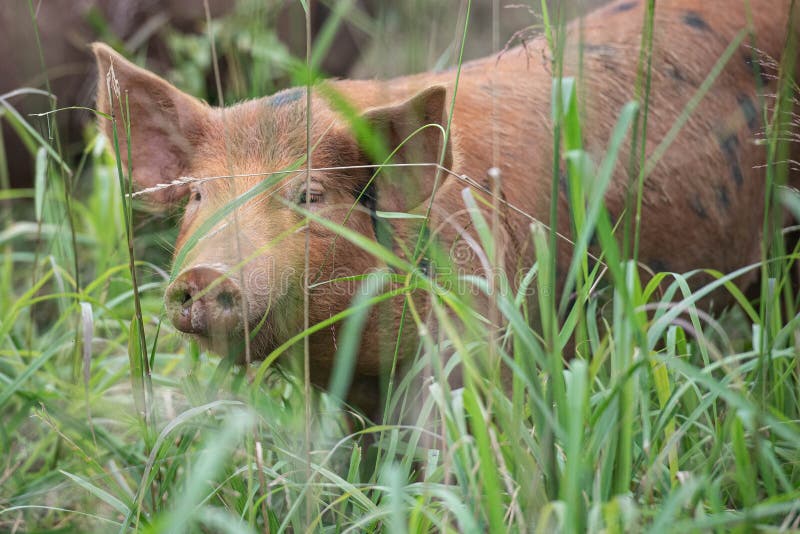 Close Up Shot of a Red Wattle Hog in the Field Stock Image - Image of ...