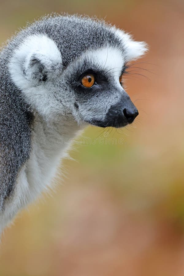 Close Up Shot of Ring-tailed Lemur Stock Photo - Image of white, cute ...