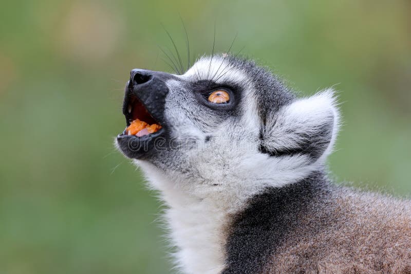 Close Up Shot of Ring-tailed Lemur Stock Image - Image of face, shot ...