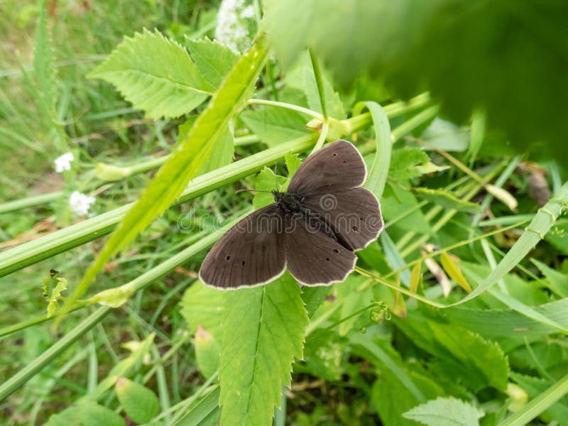 Close-up Shot of the Ringlet (Aphantopus Hyperantus) in Summer. Medium ...