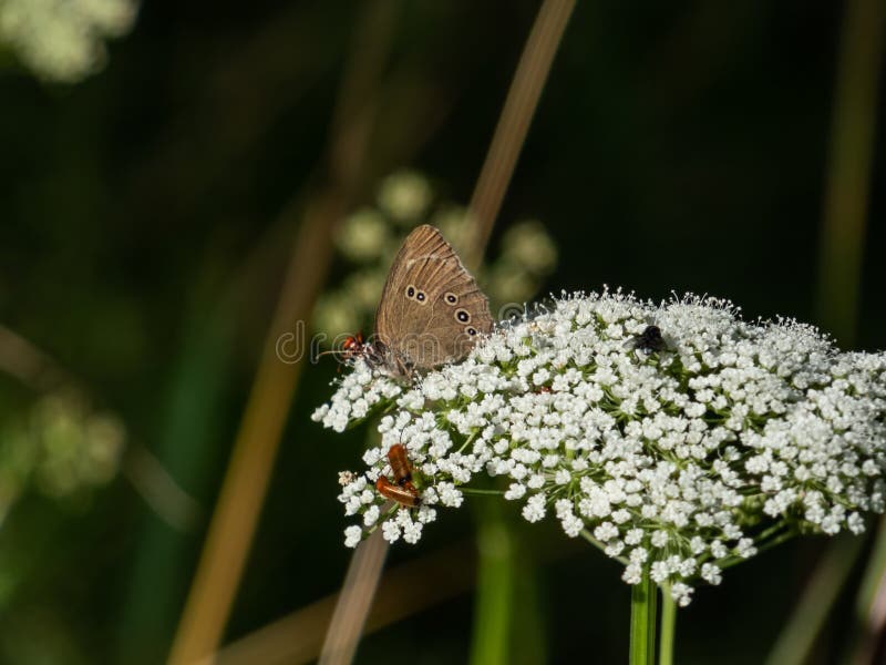 Close-up on Eyespots or Ocellus on the Palawan Peacock-pheasant ...