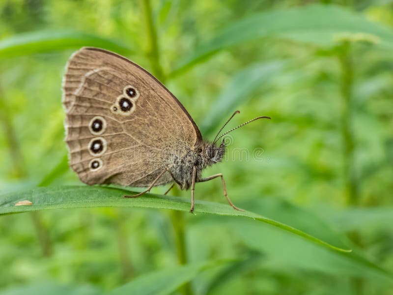 Close-up Shot of the Ringlet (Aphantopus Hyperantus) in Summer. Medium ...