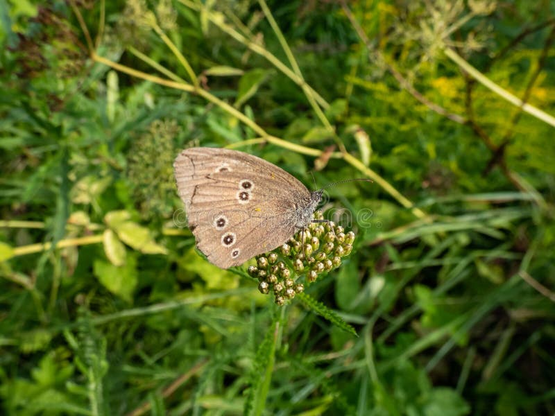 Close-up Shot of the Ringlet (Aphantopus Hyperantus) in Summer. Medium ...