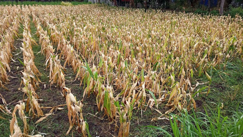 Ripe Corn Close Up in the Field Stock Image - Image of field ...