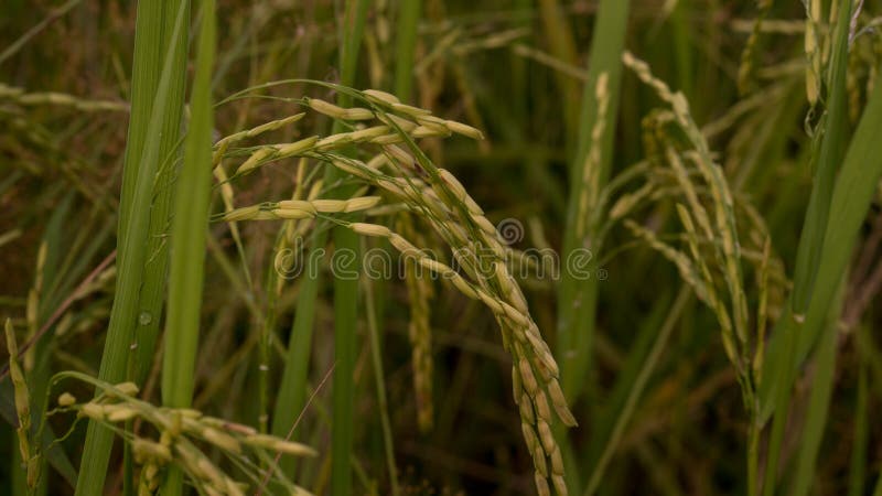 Close Up Shot of Ripe Golden Paddy Stock Image - Image of macro ...