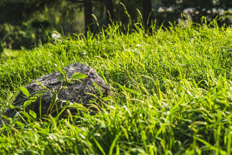 Close-up Shot of Rock Lying in Green Grass Stock Photo - Image of ...
