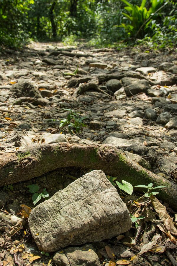 Close Up Shot of the Rocky Ground in a Park Stock Image - Image of ...