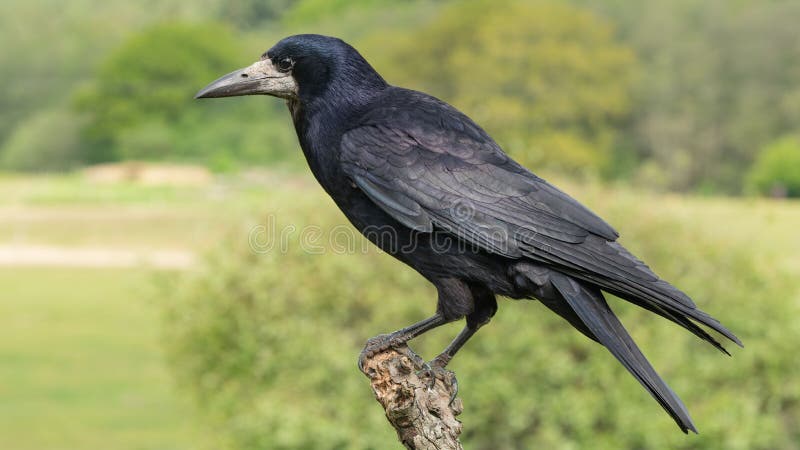 A Rook Sitting on a Fence Post after a Rain on an Autumn Day Stock ...