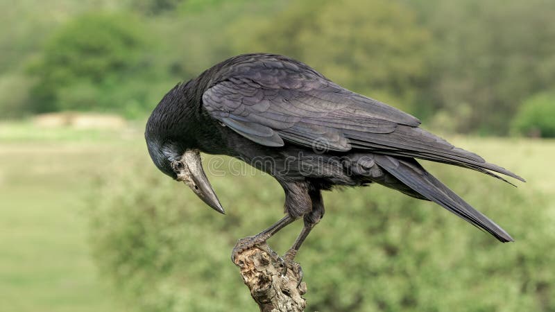 A Rook Sitting on a Fence Post after a Rain on an Autumn Day Stock ...