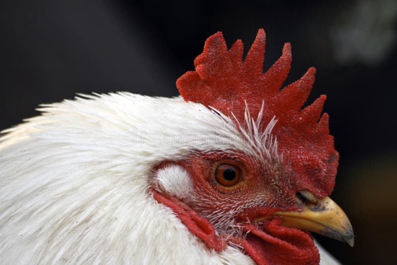Close Up Shot of a Rooster in a Poultry Farm Stock Photo - Image of ...