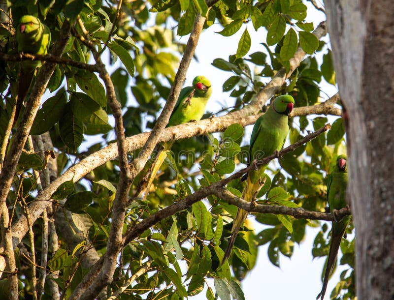 Close Up Shot of Rose Ringed Parakeets or Ring Necked Parakeets Sitting ...
