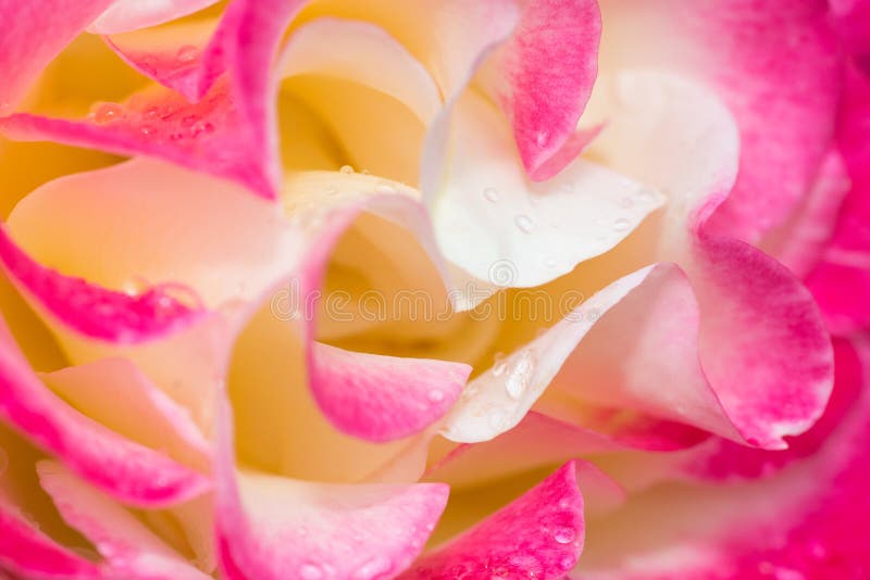 Close Up Shot of Rose White Pink and Yellow from Side Stock Photo ...