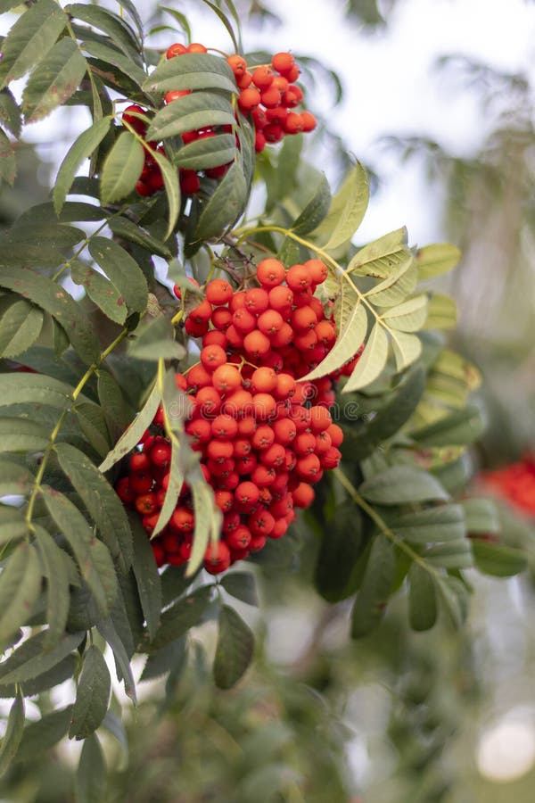Close Up Shot of the Rowan Tree. Nature Stock Image - Image of outdoor ...