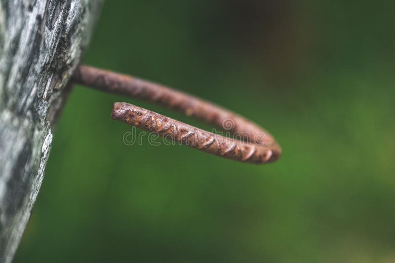 Close-up Shot of a Rusty Hook Stuck in a Tree Stock Photo - Image of ...
