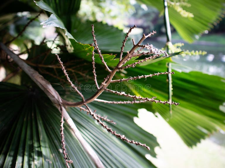 Close-up Shot of Sabal Palm Tree Branches Stock Image - Image of exotic ...