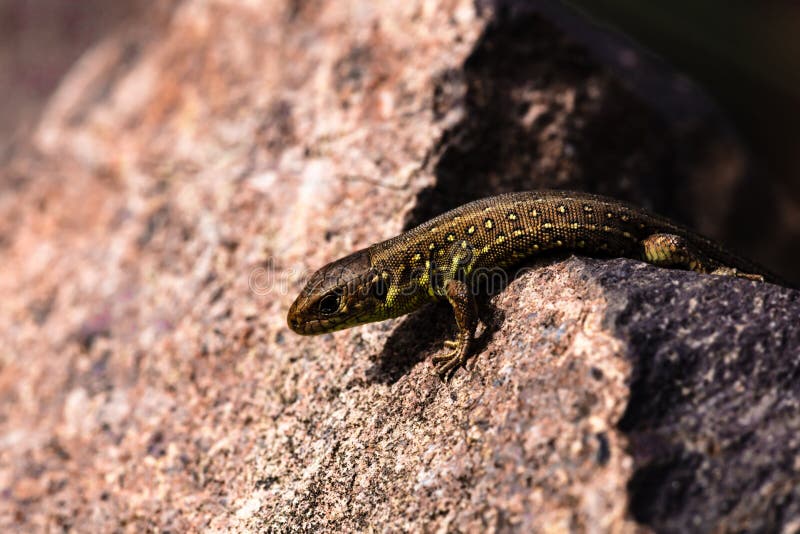 Close-up Shot of a Sand Lizard Crawling on a Rock Stock Photo - Image ...