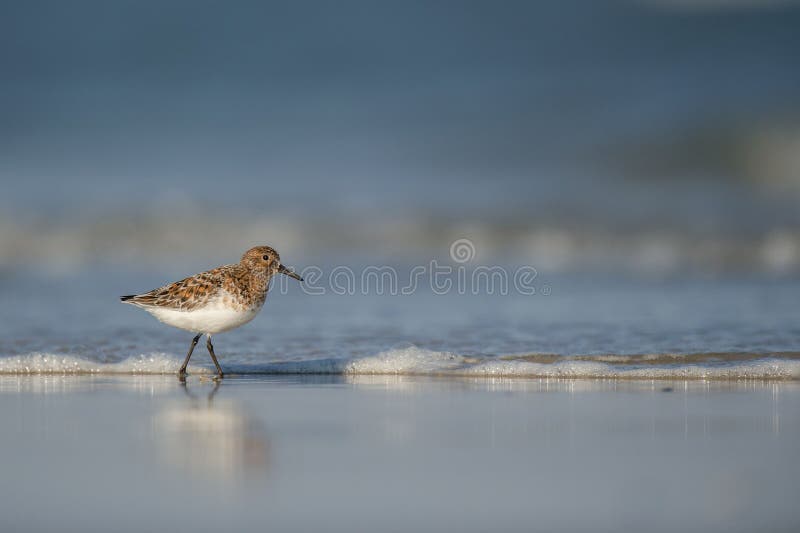Close-up Shot of a Sanderling Bird on the Coast Stock Photo - Image of ...