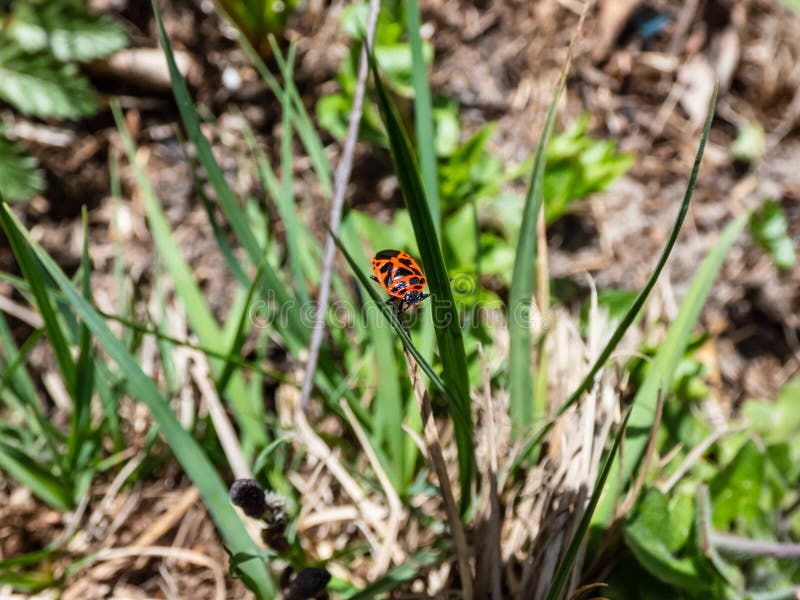 Close-up Shot of the Scarlet Shieldbug Eurydema Dominulus with Red and ...