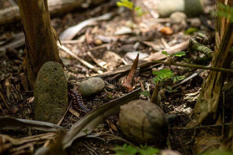 Close-up Shot of a Scolopendra Gigantea Crawling on a Ground Stock ...