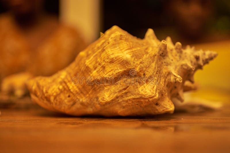 Close-up Shot of a Sea Shell in a Blur Stock Photo - Image of blur ...