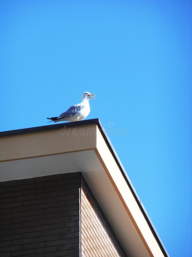 Close Up Shot of the Seagull on the Rooftop. Birds Stock Image - Image ...