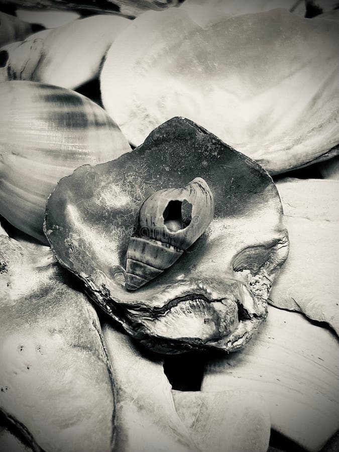 Close-up Shot of Several Different Seashells Arranged in a Neat Stack ...