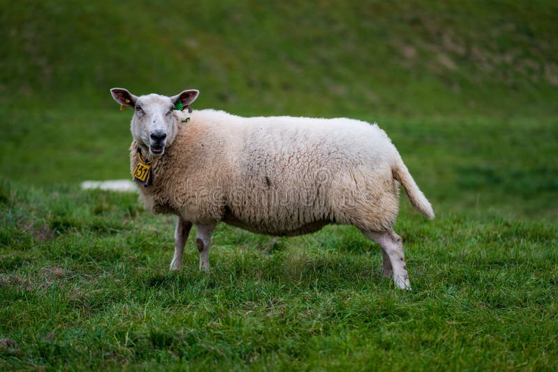 Close-up Shot of a Sheep on a Field with a Number on Its Neck Stock ...