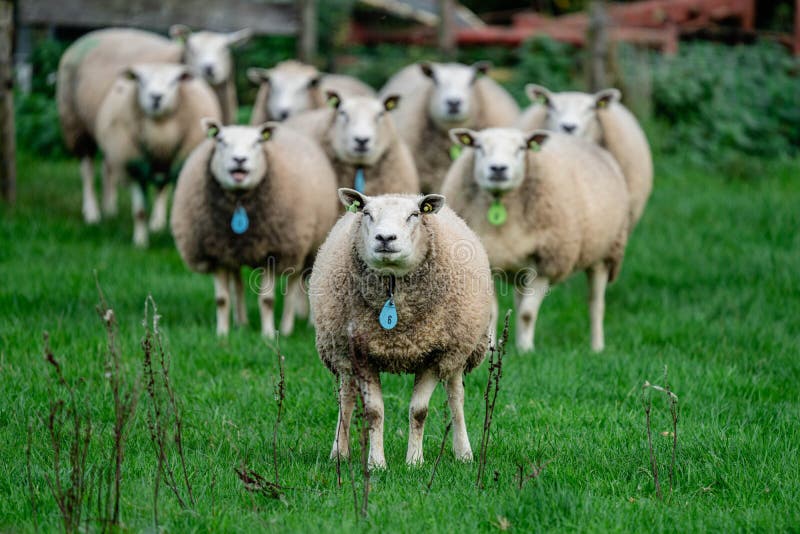 Close-up Shot of Sheep Standing on the Grass Stock Photo - Image of ...