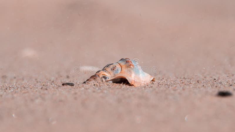 Close-up Shot of a Shell Placed on the Sand Stock Image - Image of ...
