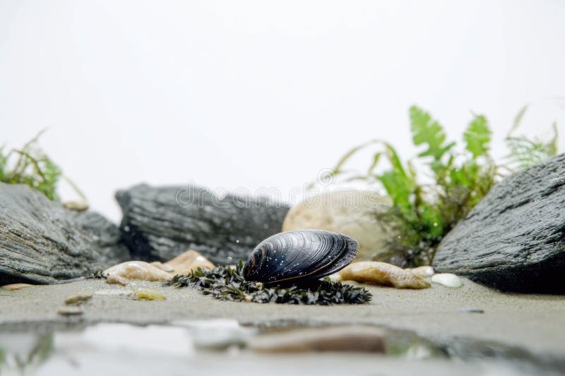 A Close-up Shot of a Shell on a Sandy Beach Stock Image - Image of ...