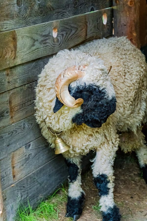 Close Up Shot of a Ship, Farm Stock Photo - Image of face, animals ...