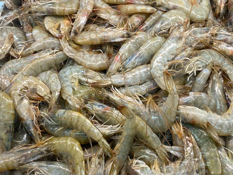 Close-up Shot of Shrimp at Supermarke, Shot from Close View Point Stock ...